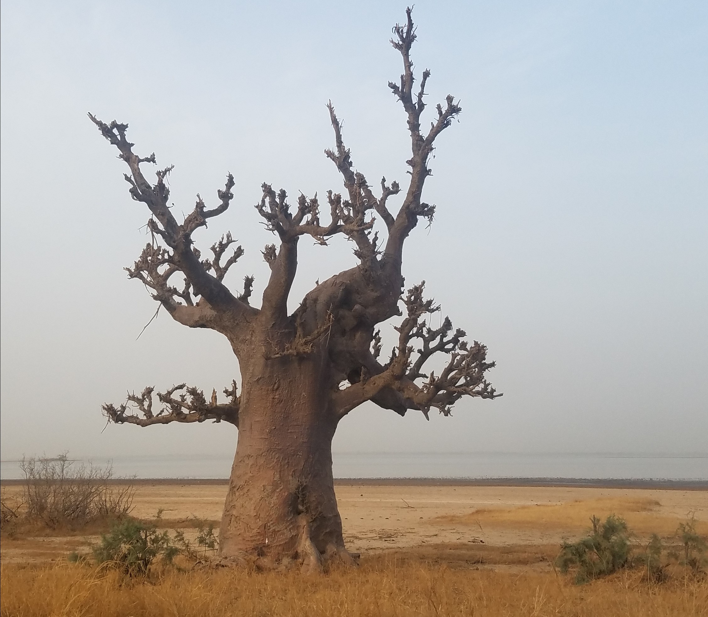 Research – Mara G. van den Bold